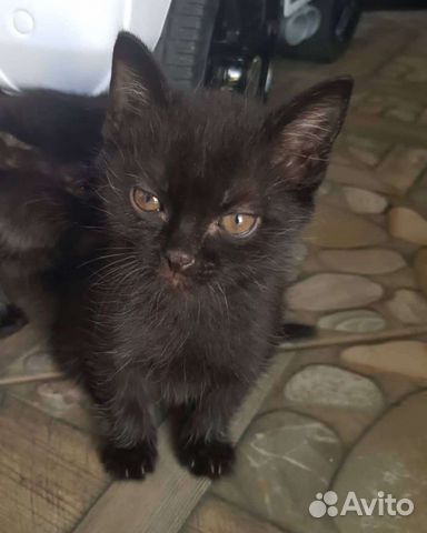 Смышленный мальчик в добрые руки