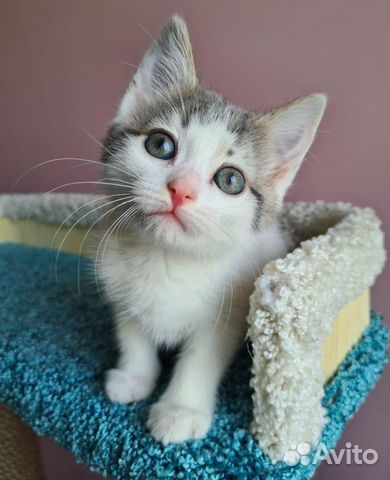 В добрые руки ищет дом