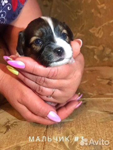 Щенки папийона