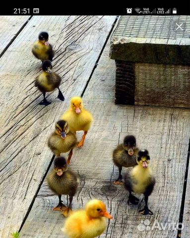 Утята мясных пород