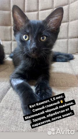Котенок Компот, 1,5 мес