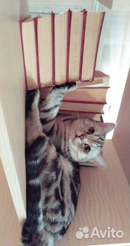 Кот ищет дом