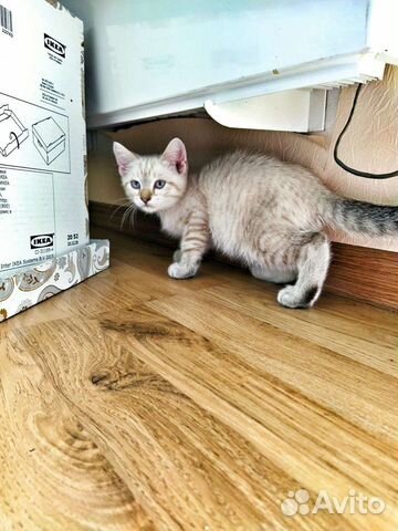 Котенок тайский