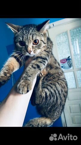 Кошка молодая бесплатно