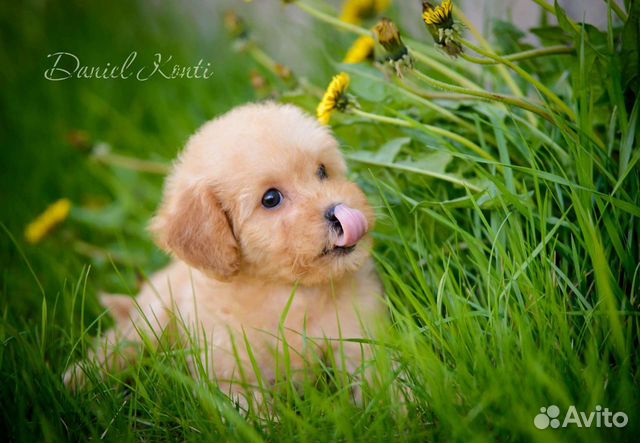 Мальтипу мальчик Ф1 очаровашка