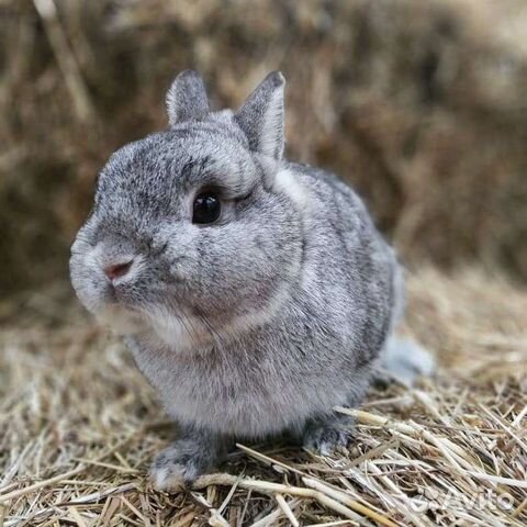 Нидерландский карликовый кролик