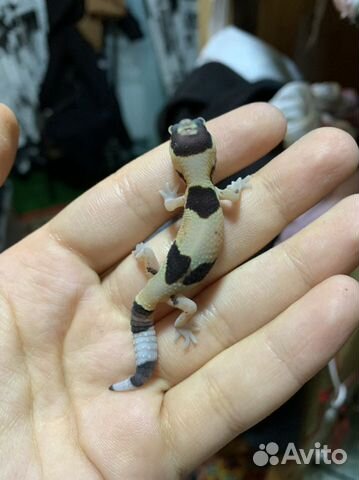 Гемитеконикс