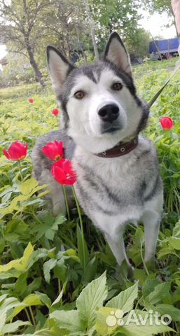 Майская Майка