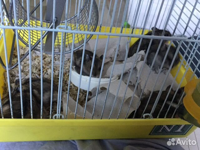 Джунгарские хомяки