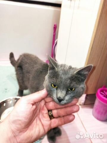 Зеленоглазый русско-сибирский котя