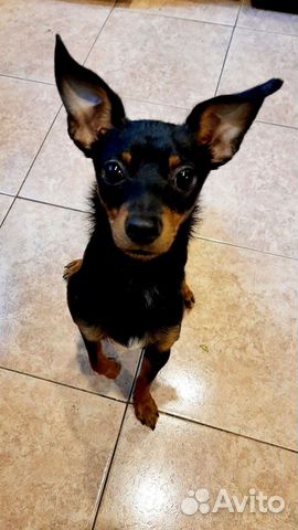 Вязка той-терьер