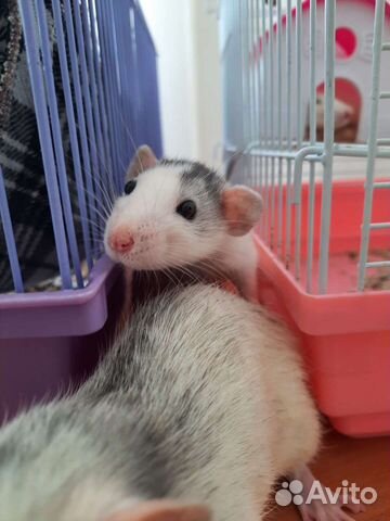 Крысёнок хаски