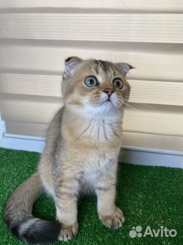 Шотландские вислоухие котята