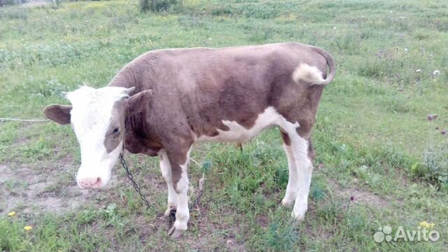 Корова и телята