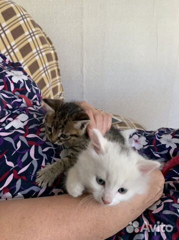 Котята