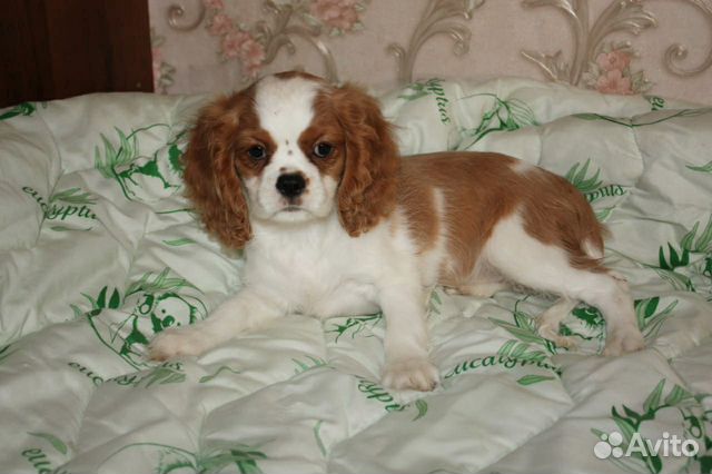 Спаниель девочка Кавалер Кинг Чарльз
