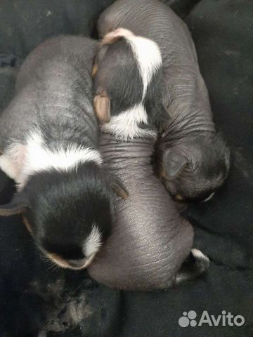 Малыши Китайчики