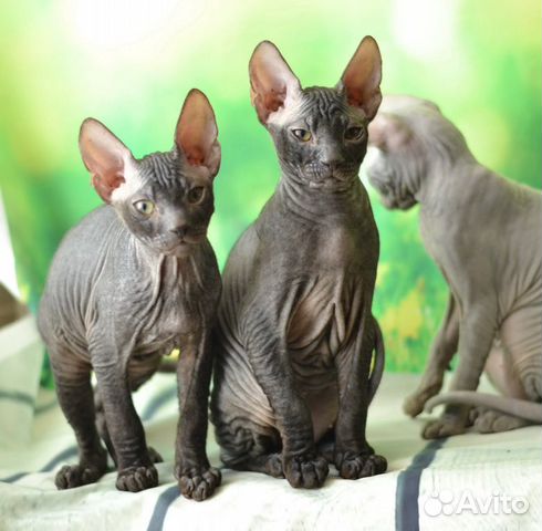 Котики дончаки