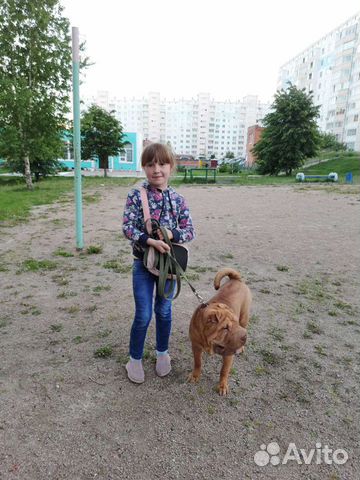 Шарпей