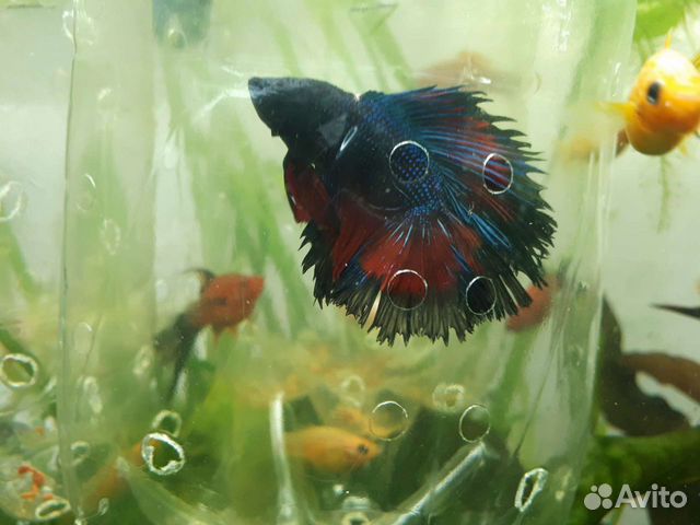 Аквариумные рыбки