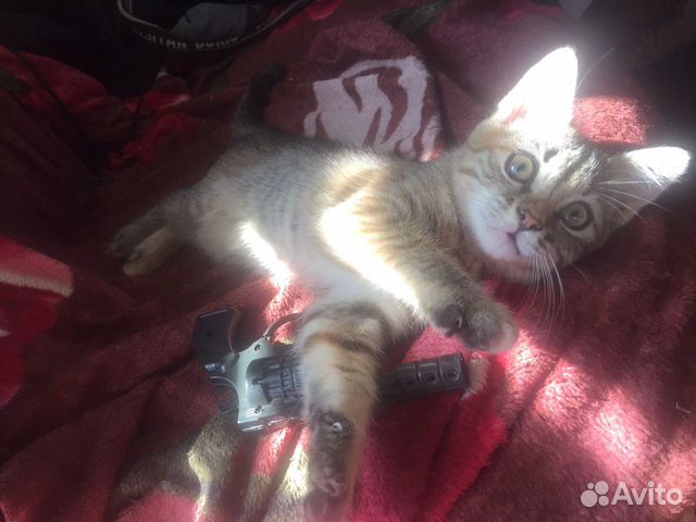 Отдам кошечку бесплатно