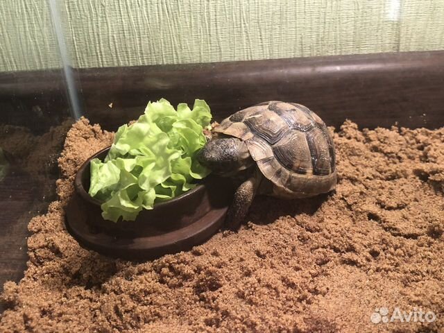 Черепаха с террариумом