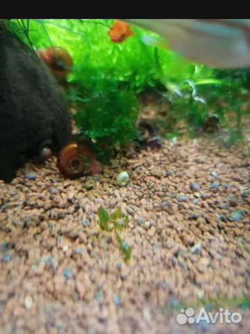 Улитка катушка