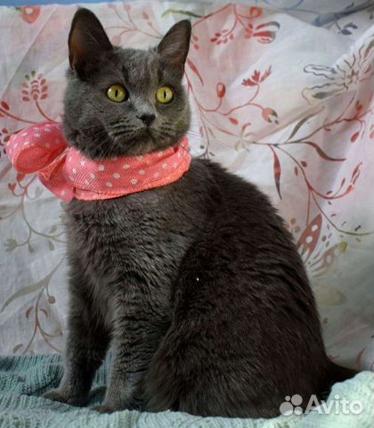 Фаечка в поисках дома,возраст 1 год