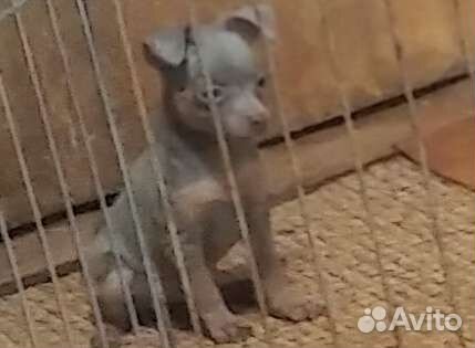 Лиловые с подпалом щенки той терьера
