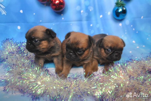 Брабансончики рыжие детки