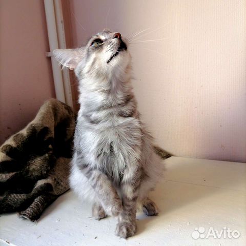 Красавец Сержик в добрые руки