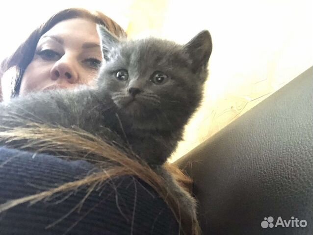 Кошка