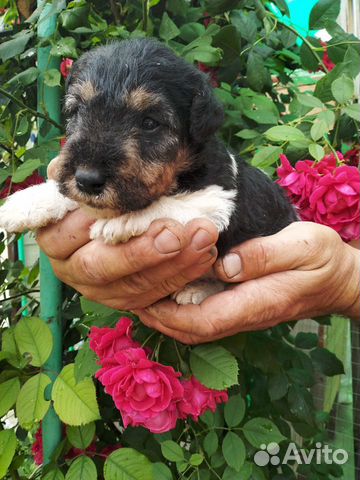 Фокстерьер ж/ш