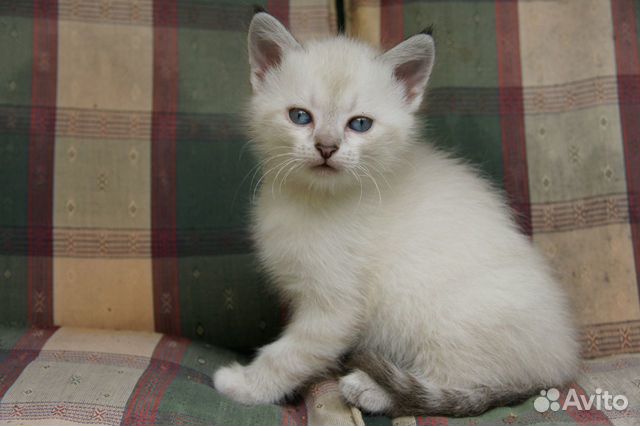 Котята отдам даром, в хорошие руки