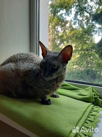 Продам котейку