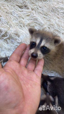 Енот полоскун