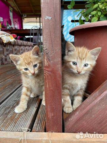 Котята в добрые руки бесплатно