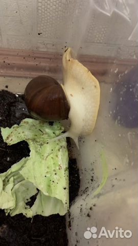 Улитки ахатины Альбино, большие, вместе с контейне