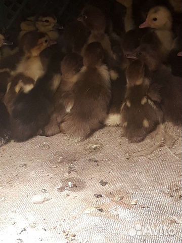 Индоутята суточные