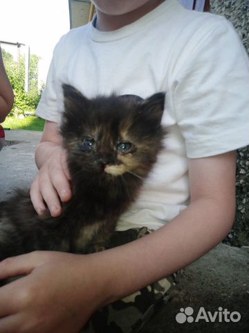 Котята Ликой