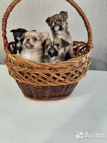 Корзинка со счастьем