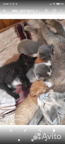 Котята в добрые руки, к лотку приучены