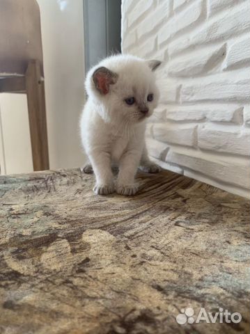 Котята плюшевые шотладские