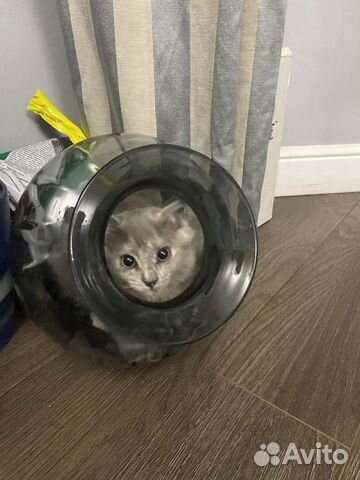 Котенок девочка бесплатно