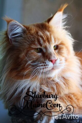 Милейшие котята)