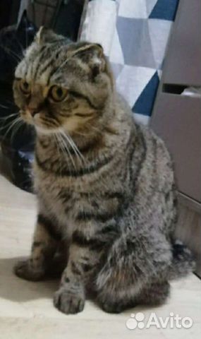 Шотландская вислоухая кошка бесплатно