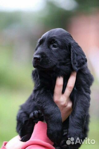 Прямошерстный ретривер