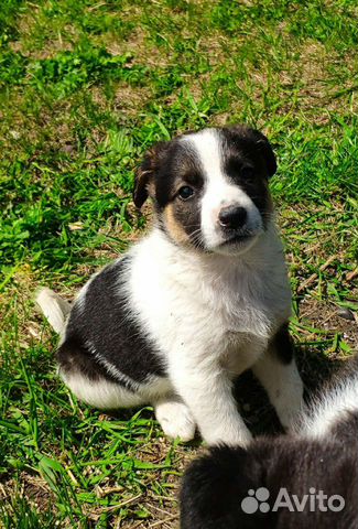 Юная леди ищет дом