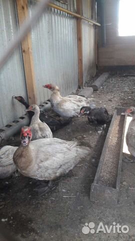 Инкубационное яйцо. Мускусные утки