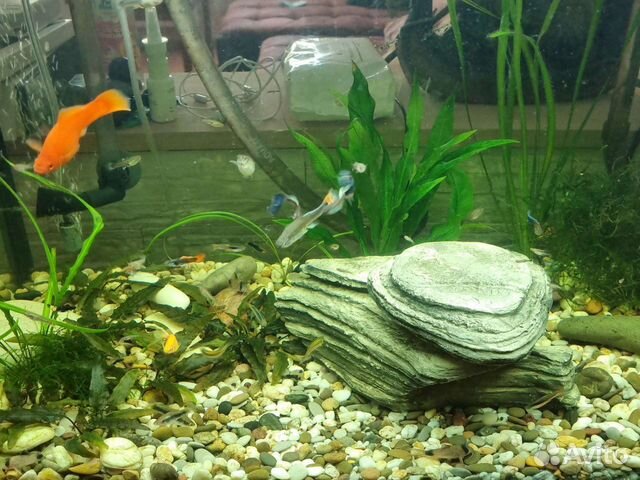 Аквариумные рыбки гуппи